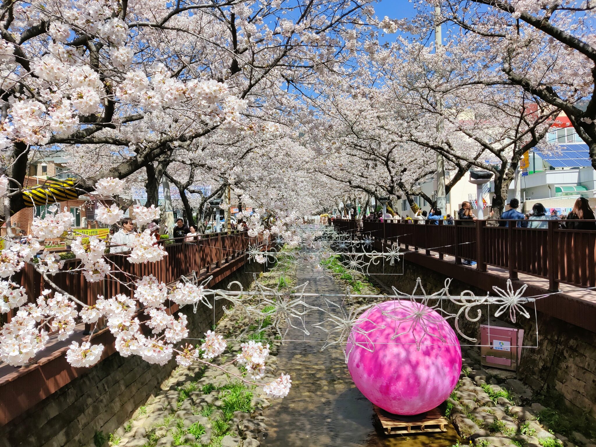 8 Places To See The Beautiful Cherry Blossoms In Busan - A Free Soul Abroad