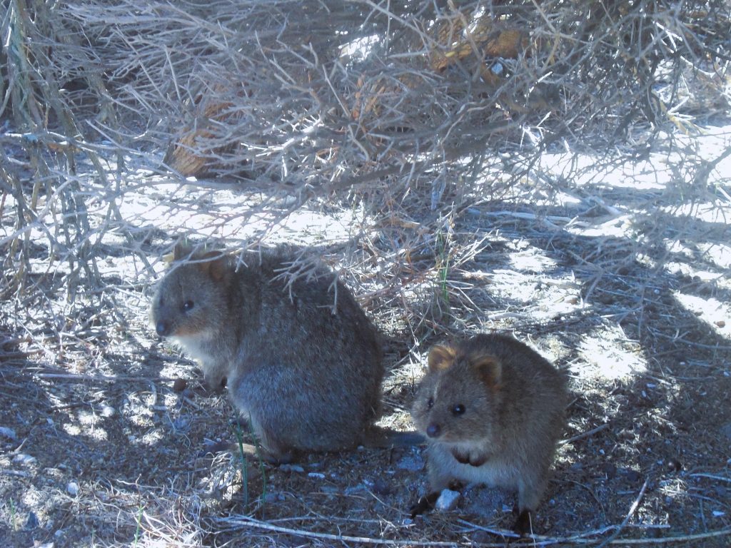 Rottnest Island: Home to The Cutest Animals in the World - A Free Soul ...