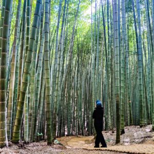 Ahopsan Forest: A Small Haven Of Peace In Busan