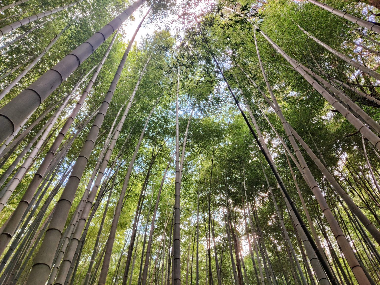 Ahopsan Forest: A Small Haven Of Peace In Busan