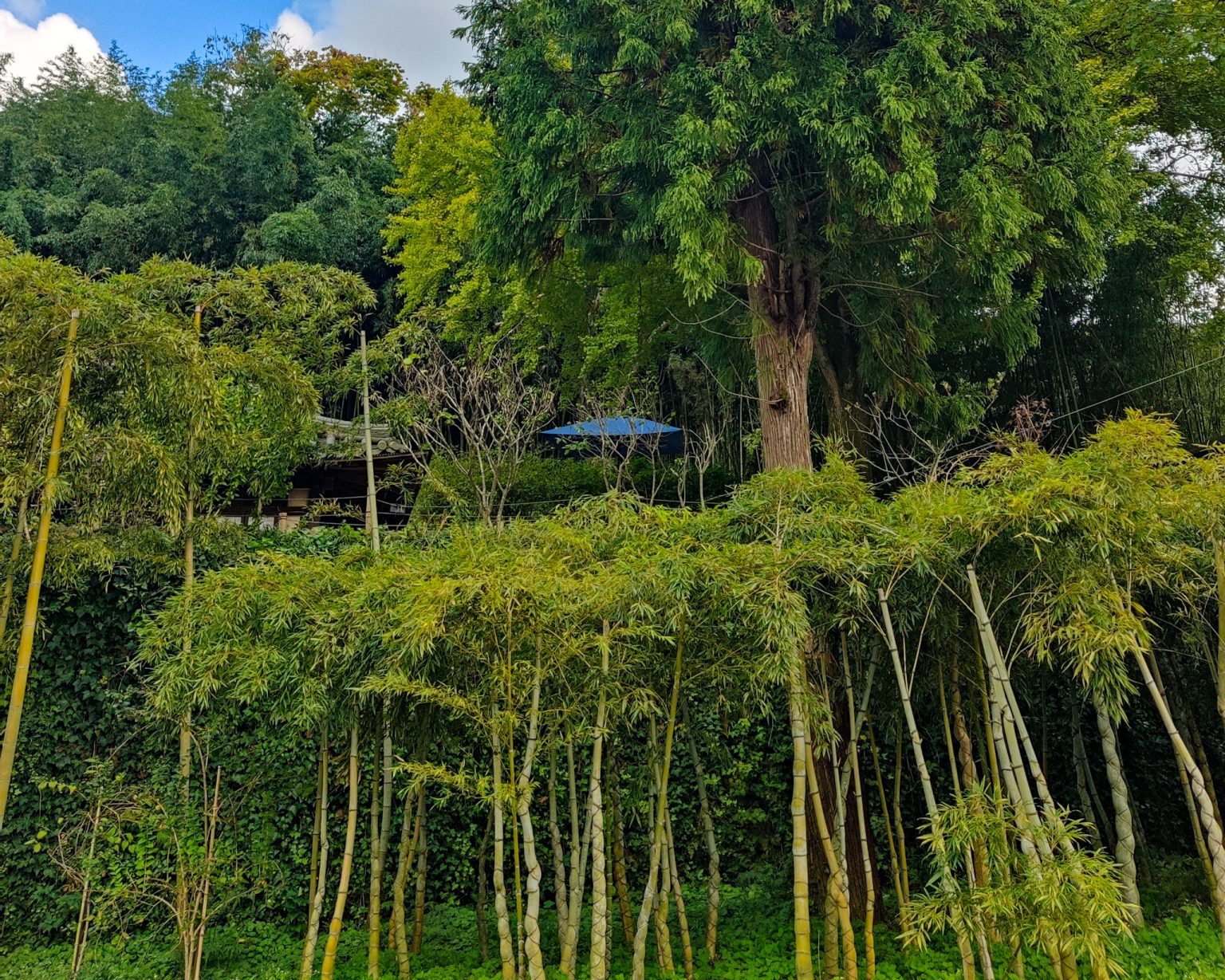 Ahopsan Forest: A Small Haven Of Peace In Busan